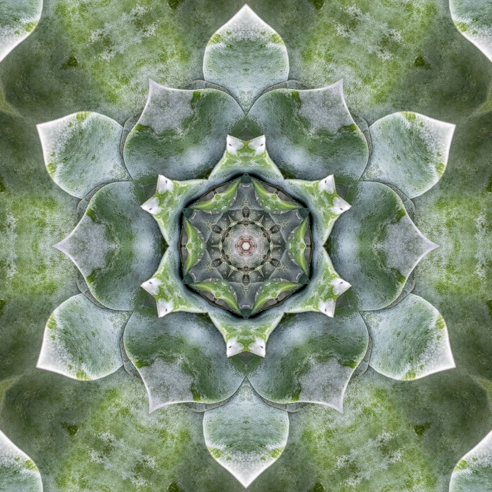 Softly Lit Studios - Petal Offering